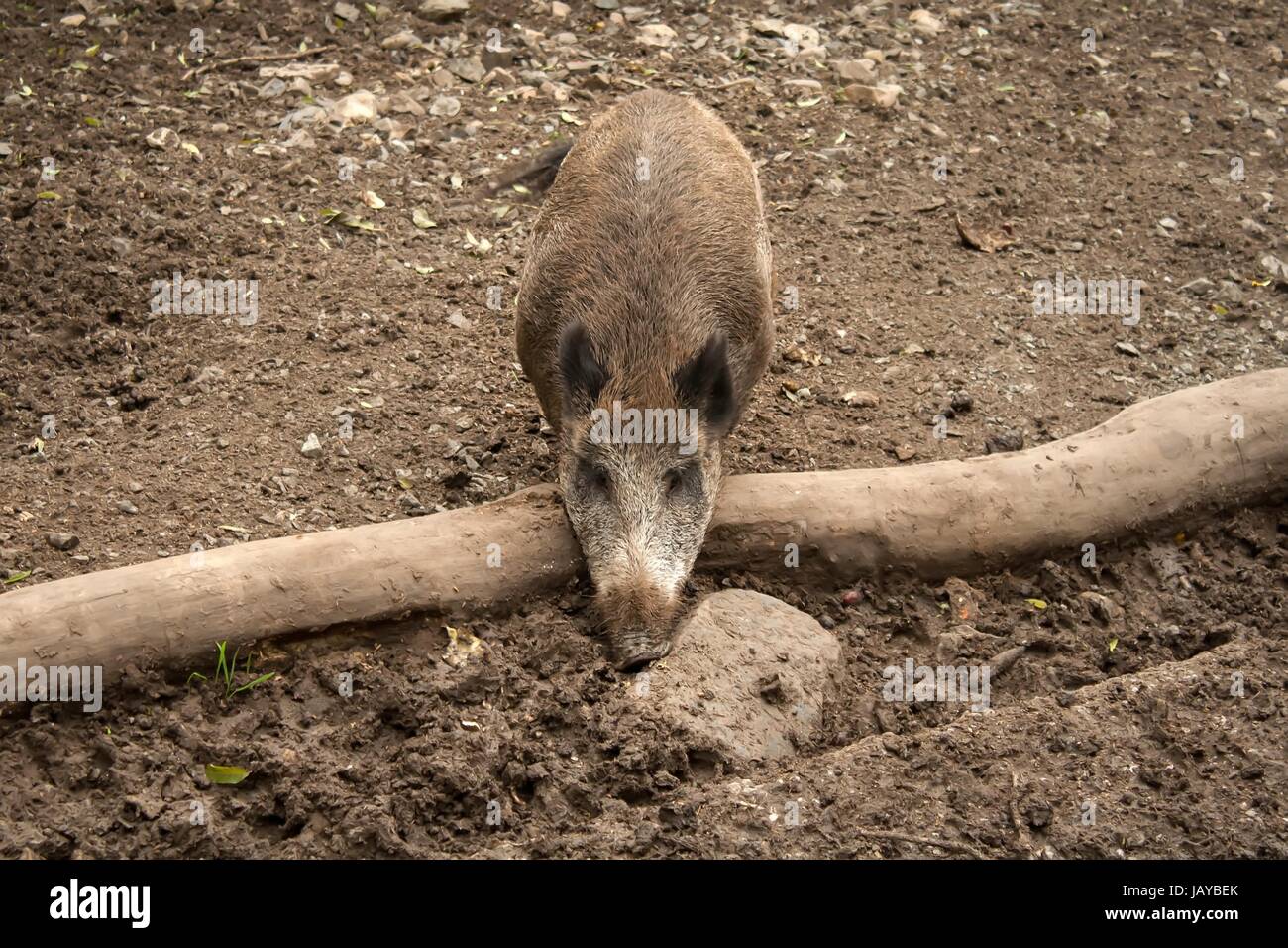 young male boar / wild boar young male Stock Photo - Alamy