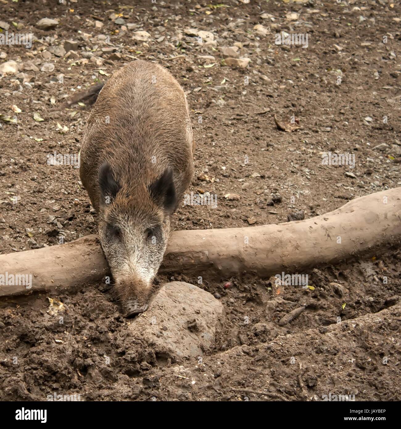 mud wild boar Stock Photo - Alamy