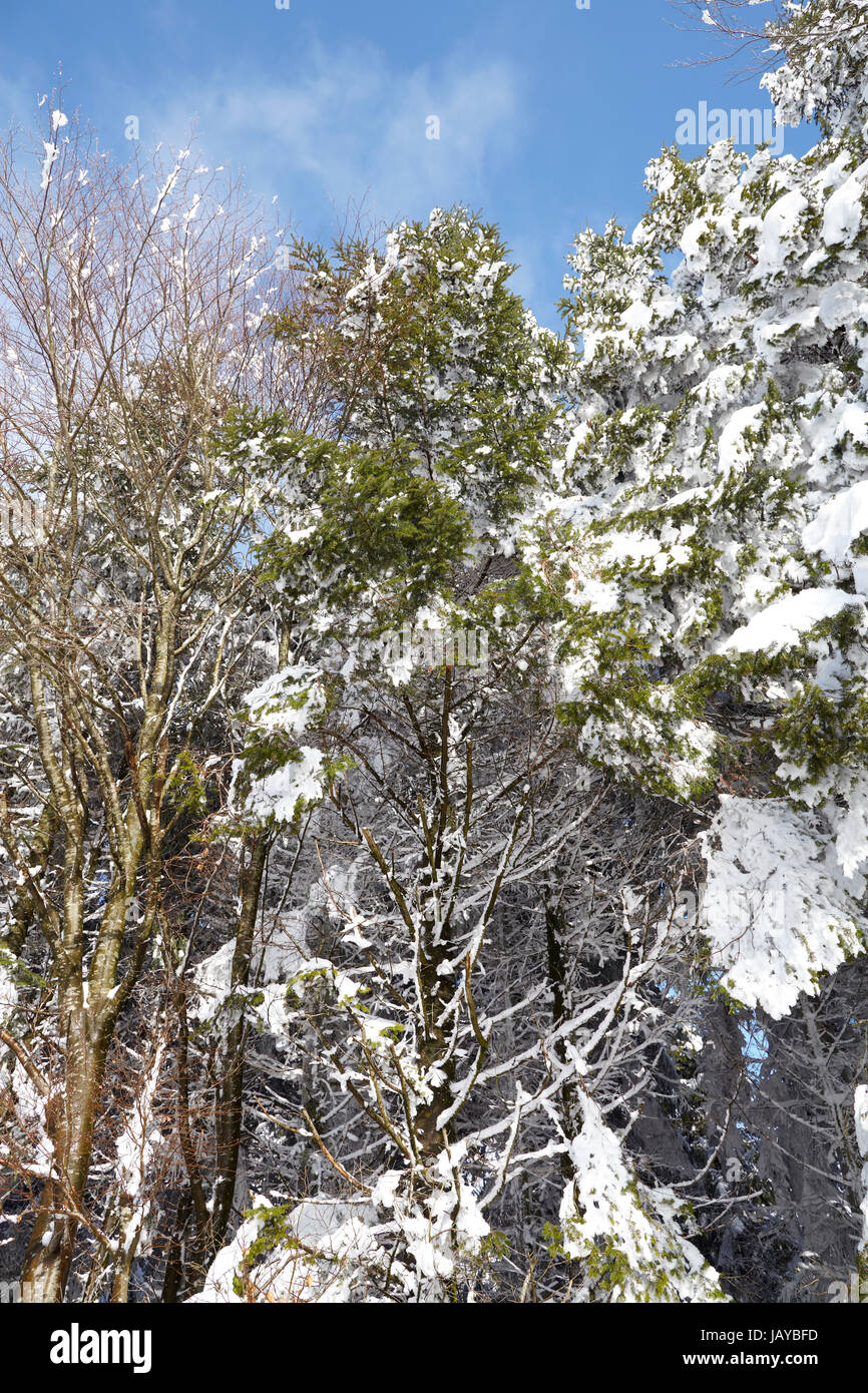 Snow cover trees and brunches taken at daylight with a blue sky and ...