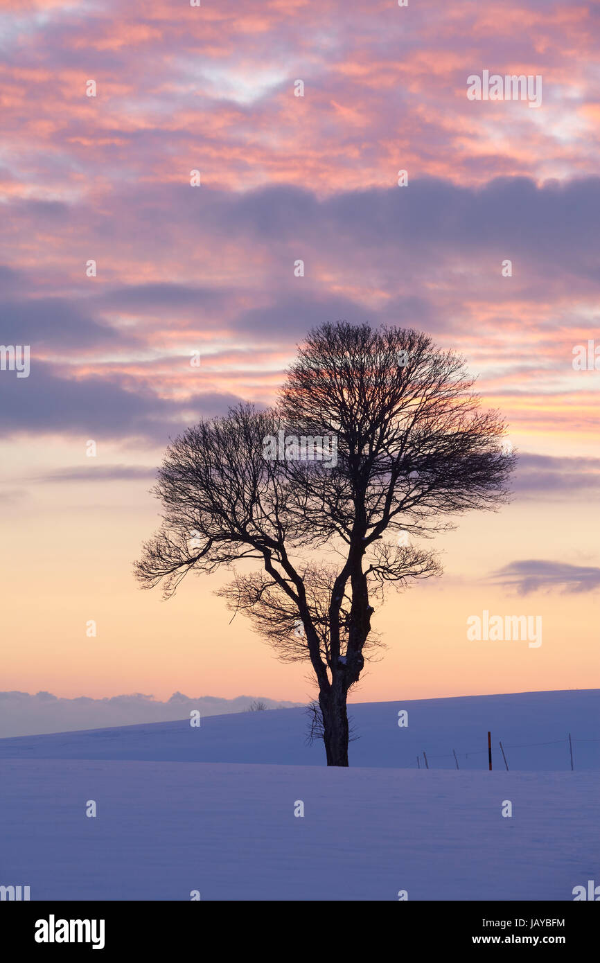 A tree in a winter landscape taken at sunset Stock Photo - Alamy