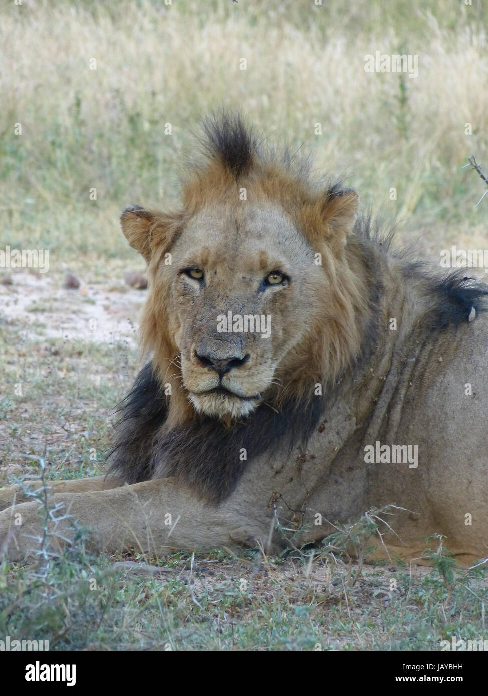 Africa punk hi-res stock photography and images - Alamy