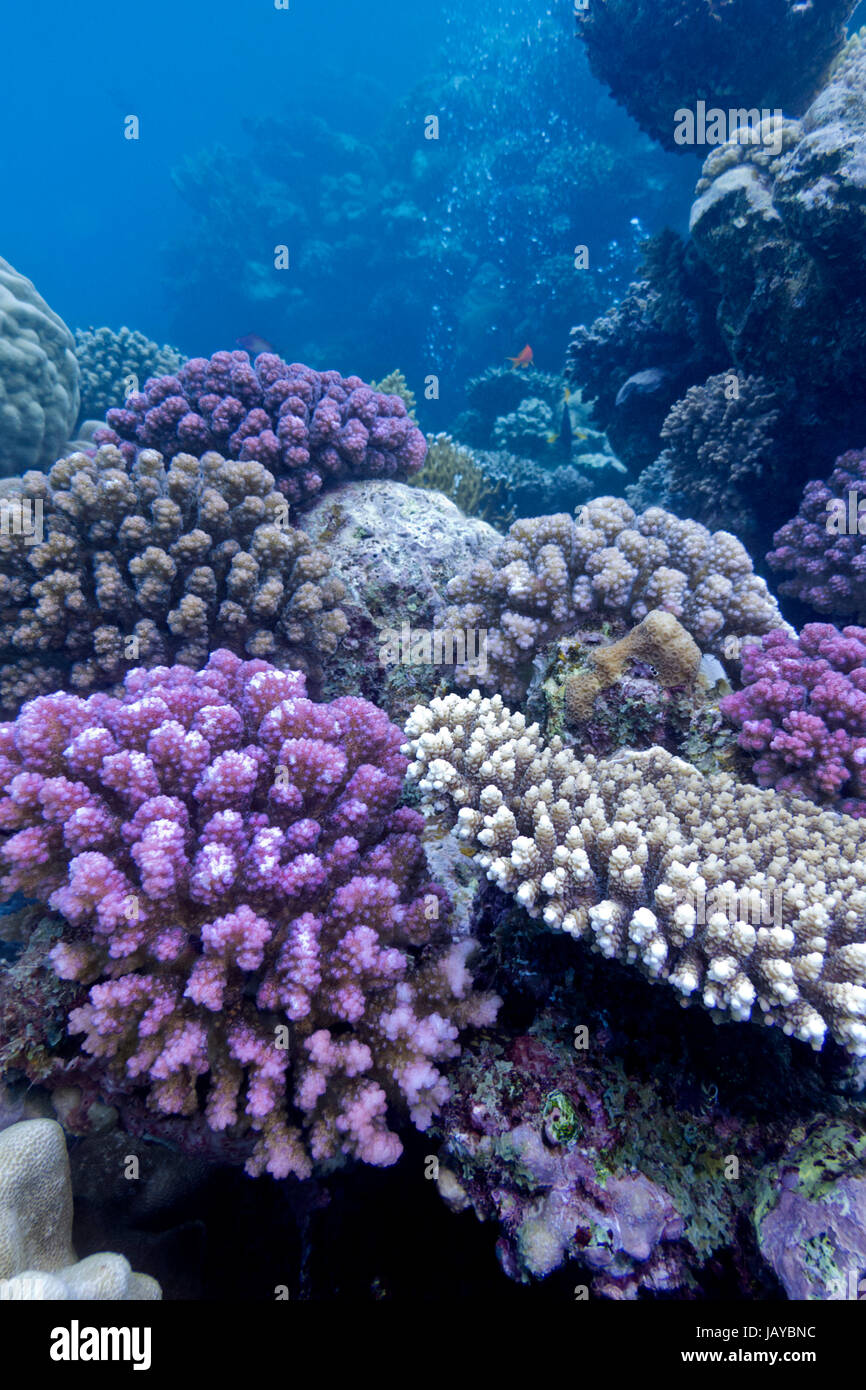 coral reef with hard corals on the bottom of red sea Stock Photo - Alamy