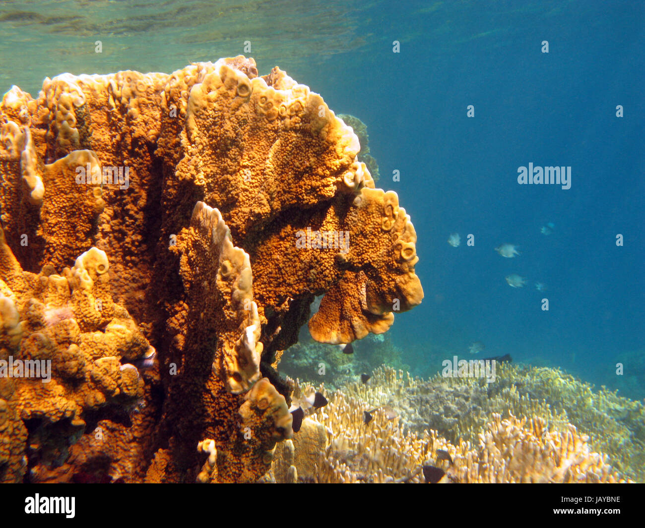 coral reef with fire coral Stock Photo - Alamy