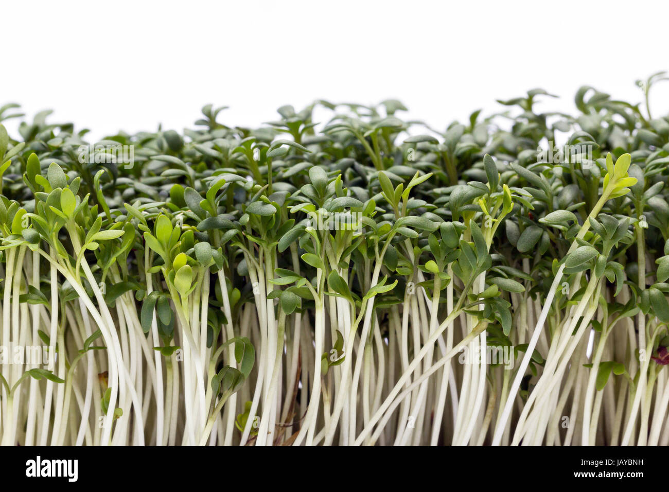 isolated cress on white background - closeup Stock Photo - Alamy