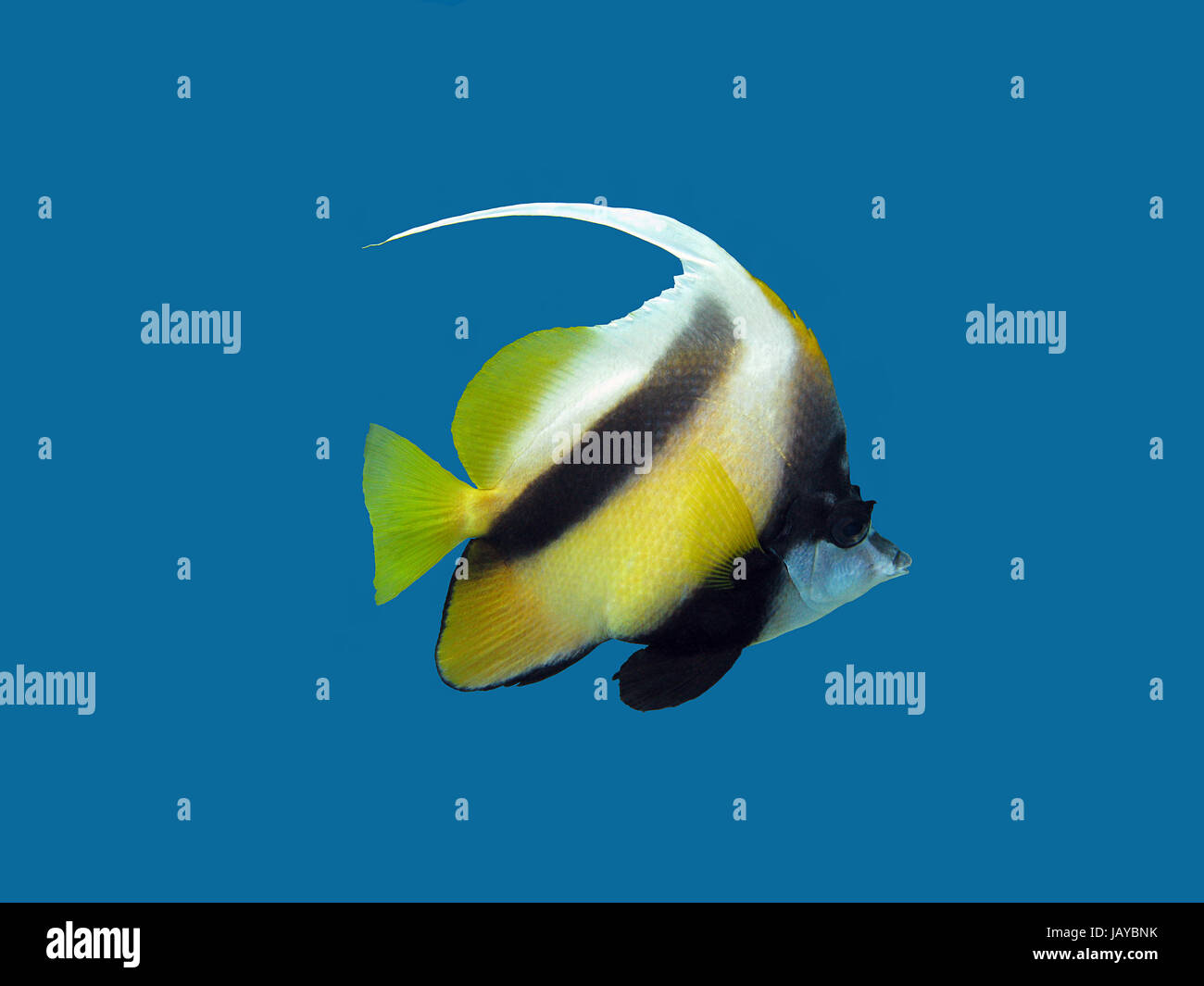 single coral reef's exotic fish - bunnerfish isolated on blue ...