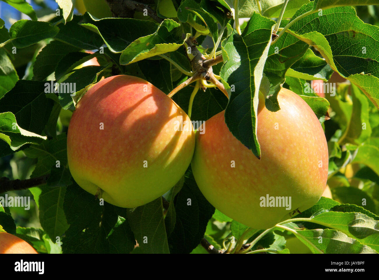 Apfel am Baum - apple on tree 26 Stock Photo - Alamy