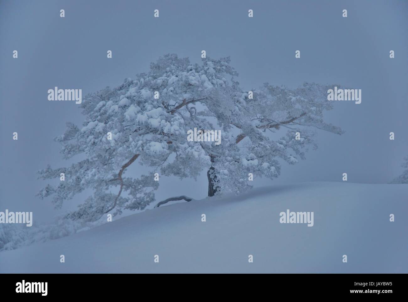 Lonely solitaire hi-res stock photography and images - Alamy