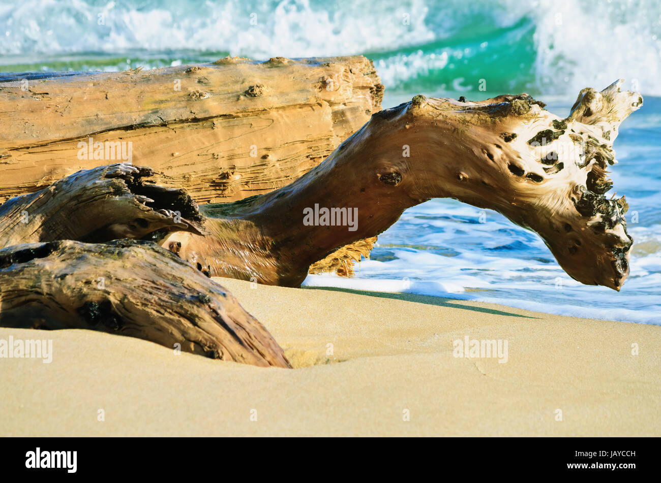 Trunk Of Tree On The Beach Near The Sea Stock Photo - Alamy