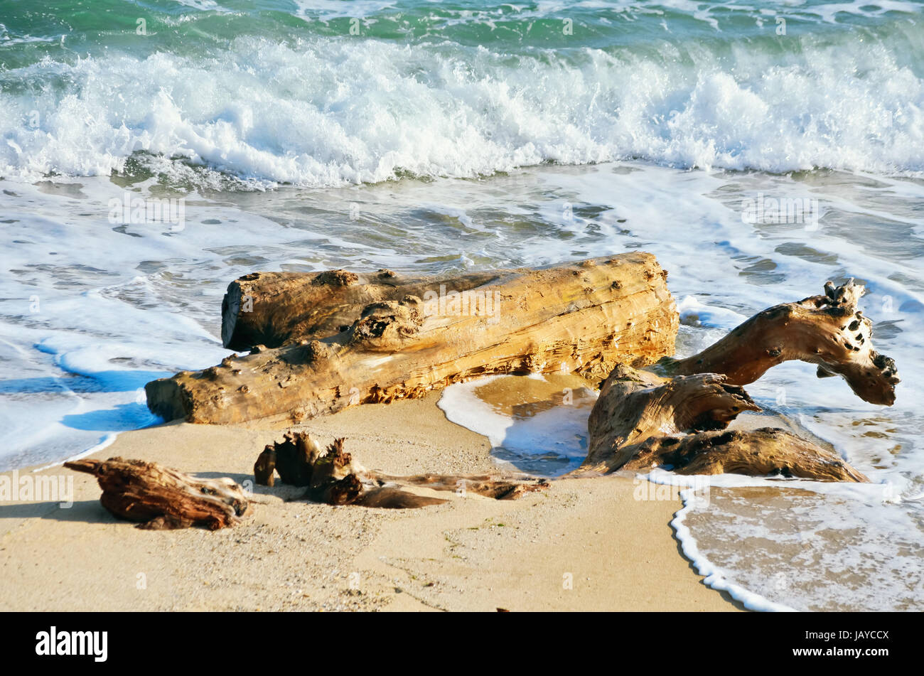 Trunk Of Tree On The Beach Near The Sea Stock Photo - Alamy