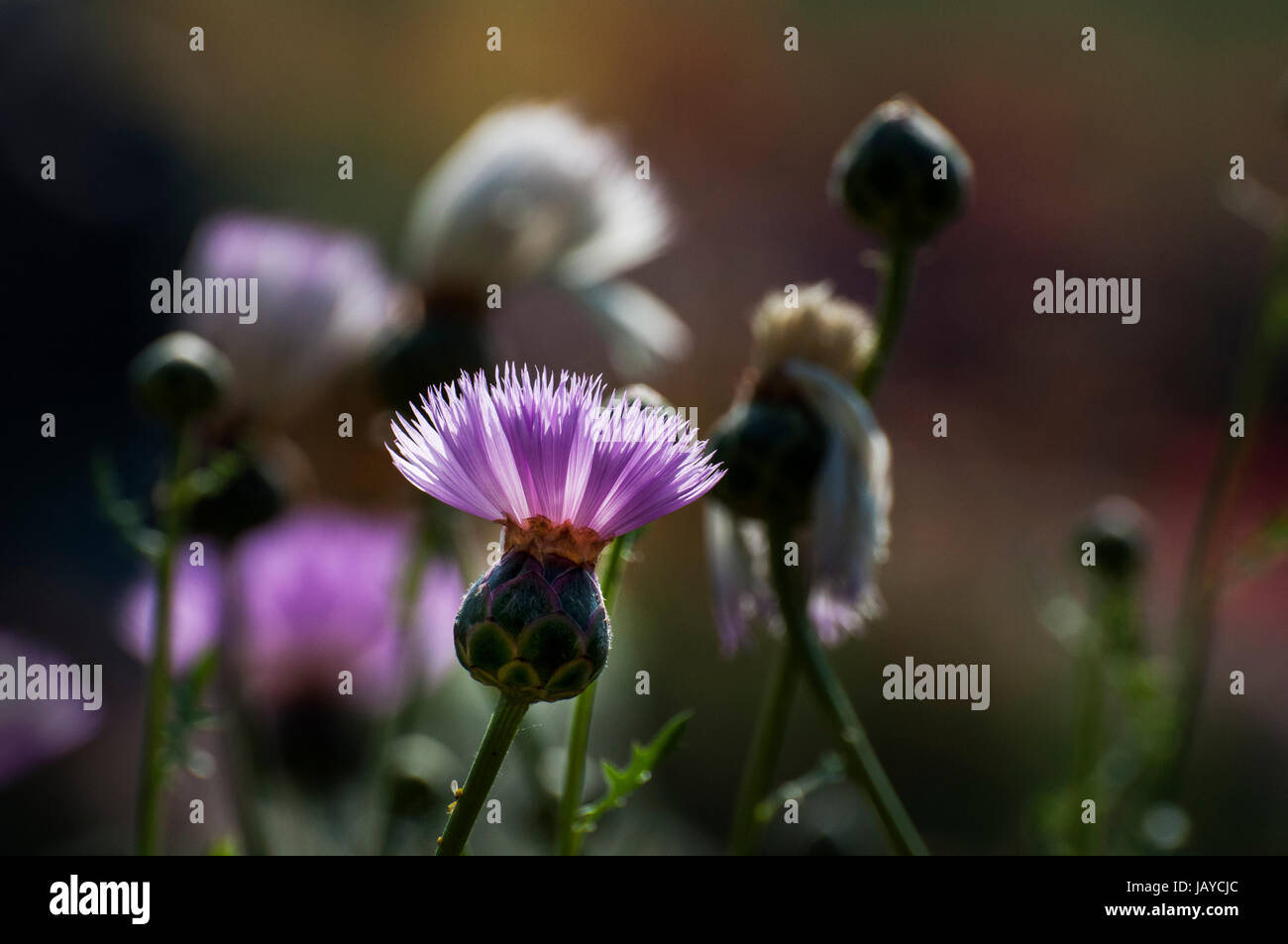 Flower buds with dark background Stock Photo - Alamy