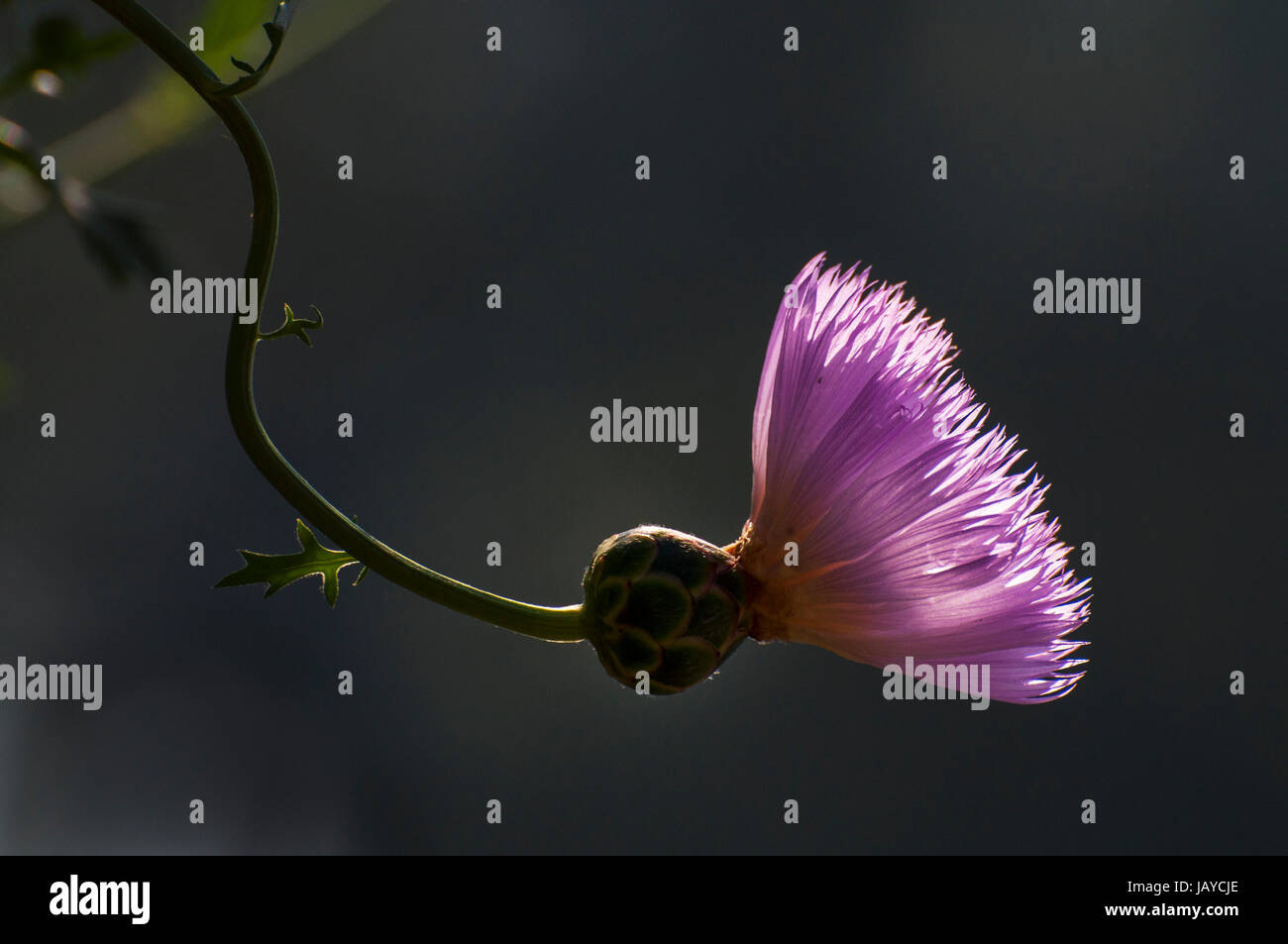 Singular flower hi-res stock photography and images - Alamy