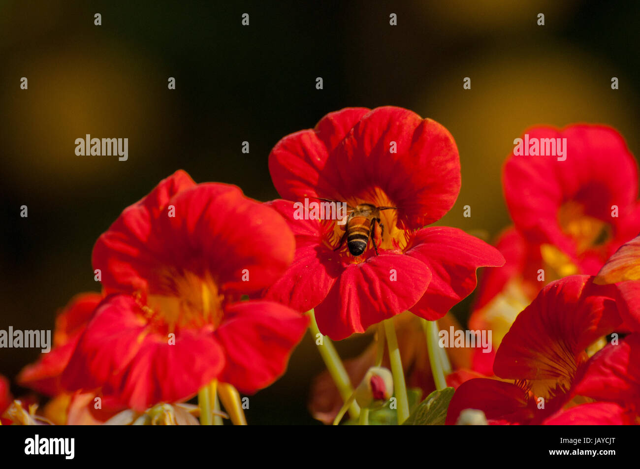 Honey bee collecting nectar from red flowers Stock Photo - Alamy