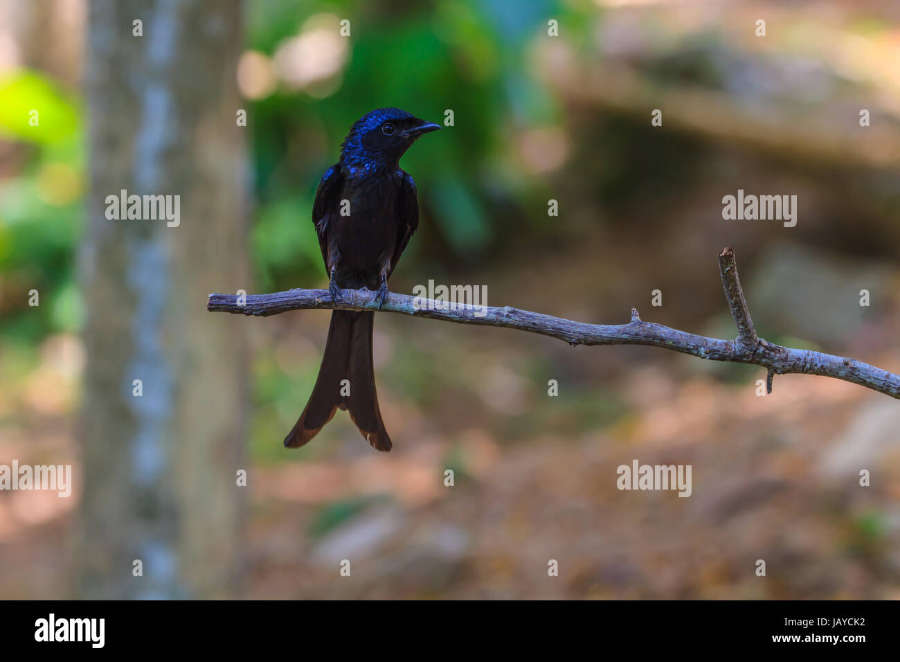 Black drongo, Dicrurus Macrocercus, beautiful bird in forest Stock ...