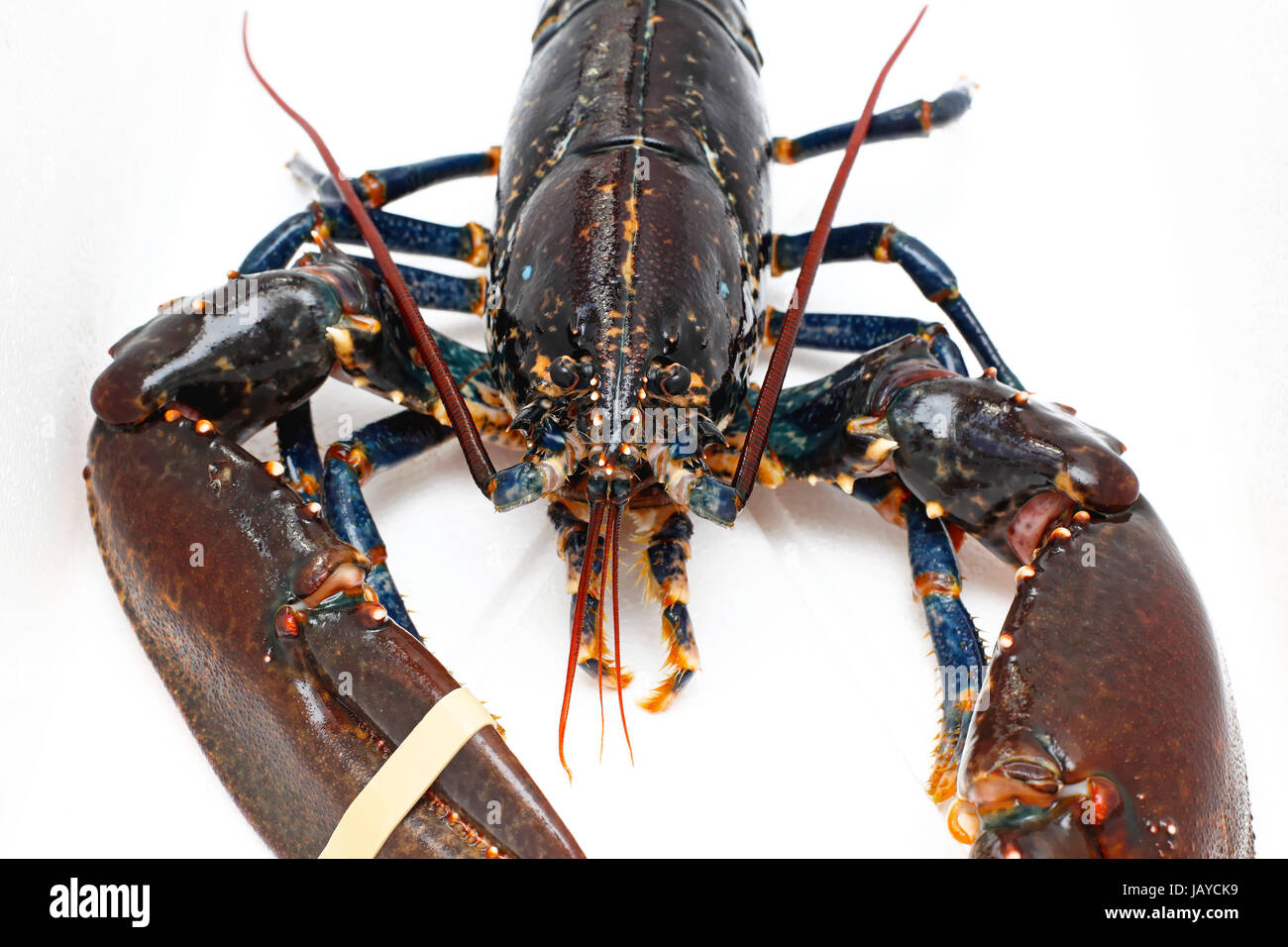 Front view of live lobster crustacean Stock Photo - Alamy