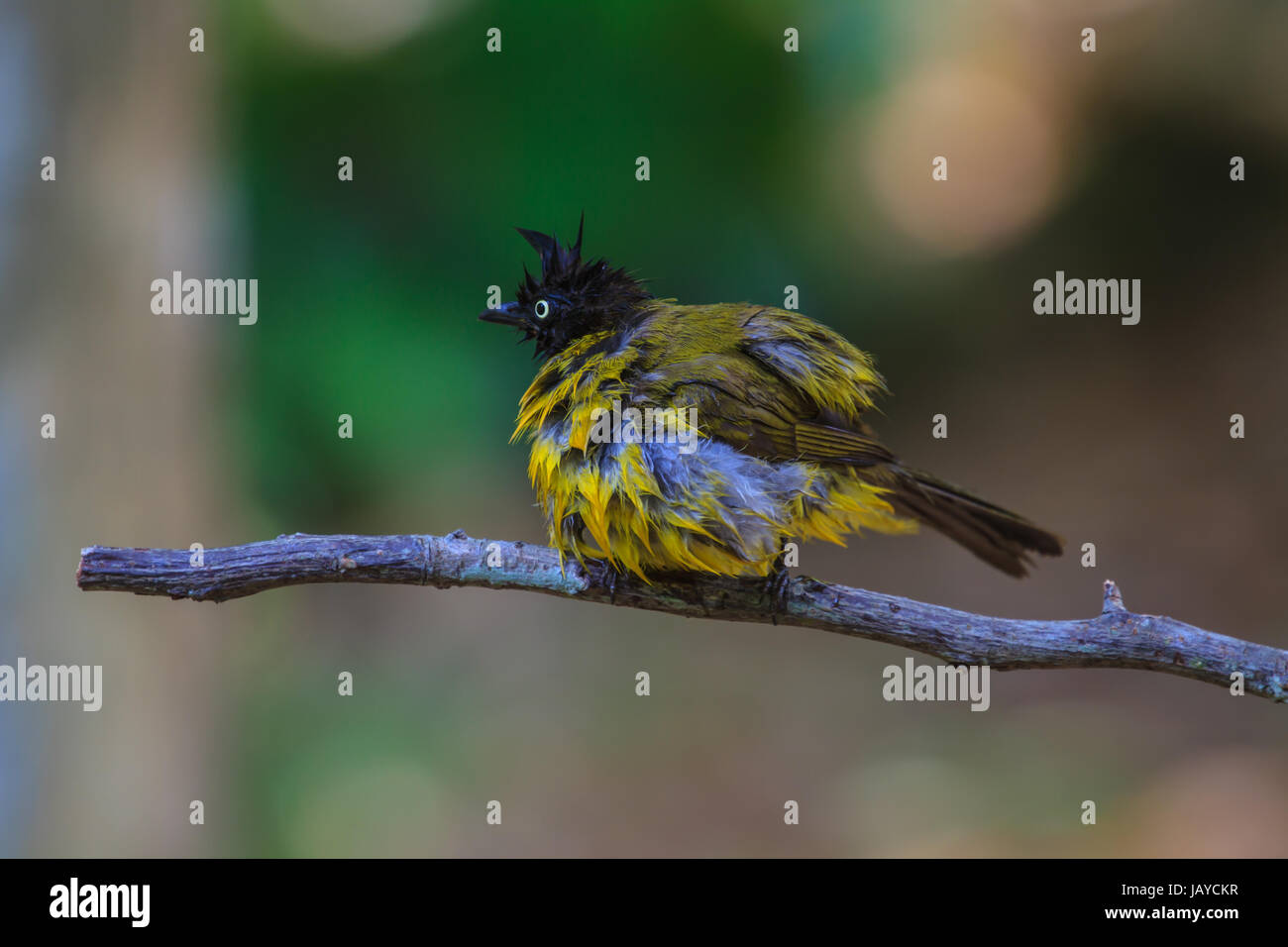 Beautiful bird Black-crested Bulbul , Pycnonotus melanicterus playing ...