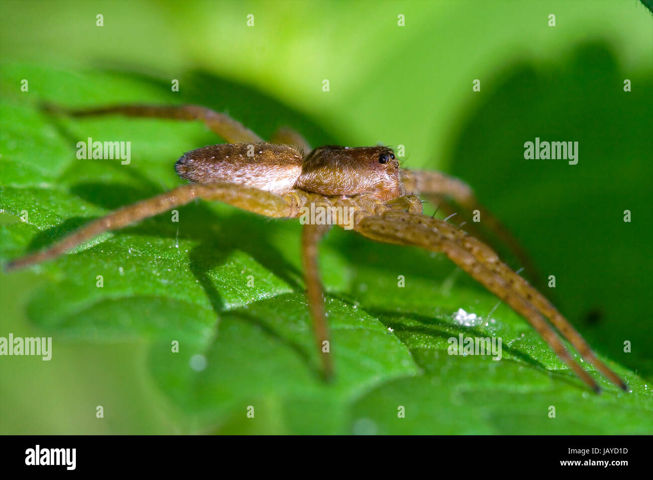 pisauridae pisaura mirabilis agelenidae tegenaria gigantea thomisidae ...