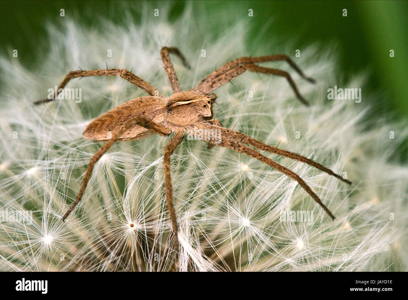 pisauridae pisaura mirabilis agelenidae tegenaria gigantea thomisidae ...