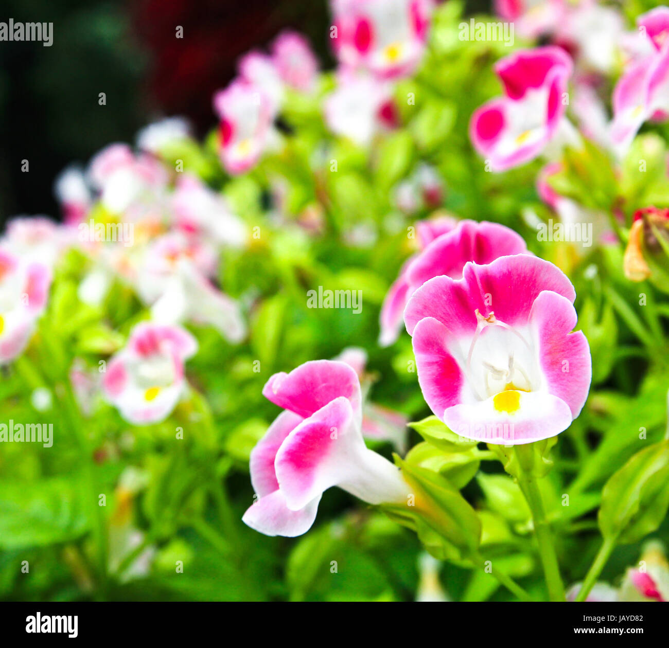 Torenia flower hi-res stock photography and images - Alamy