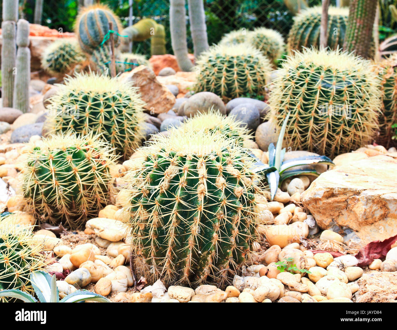Cactuses in the garden Stock Photo - Alamy
