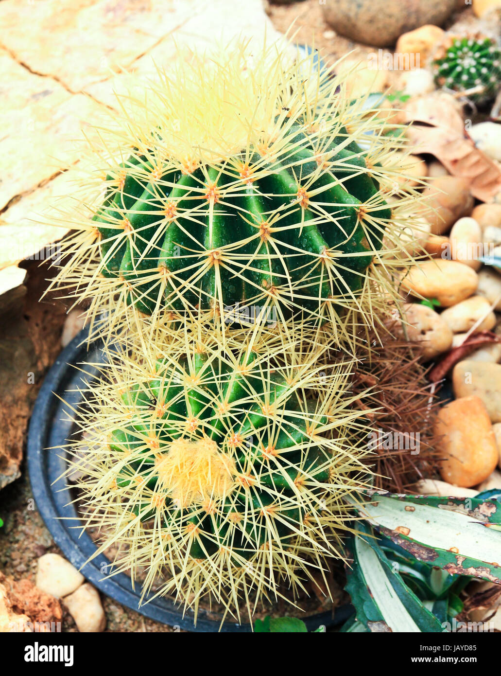 Cactuses in the garden Stock Photo - Alamy