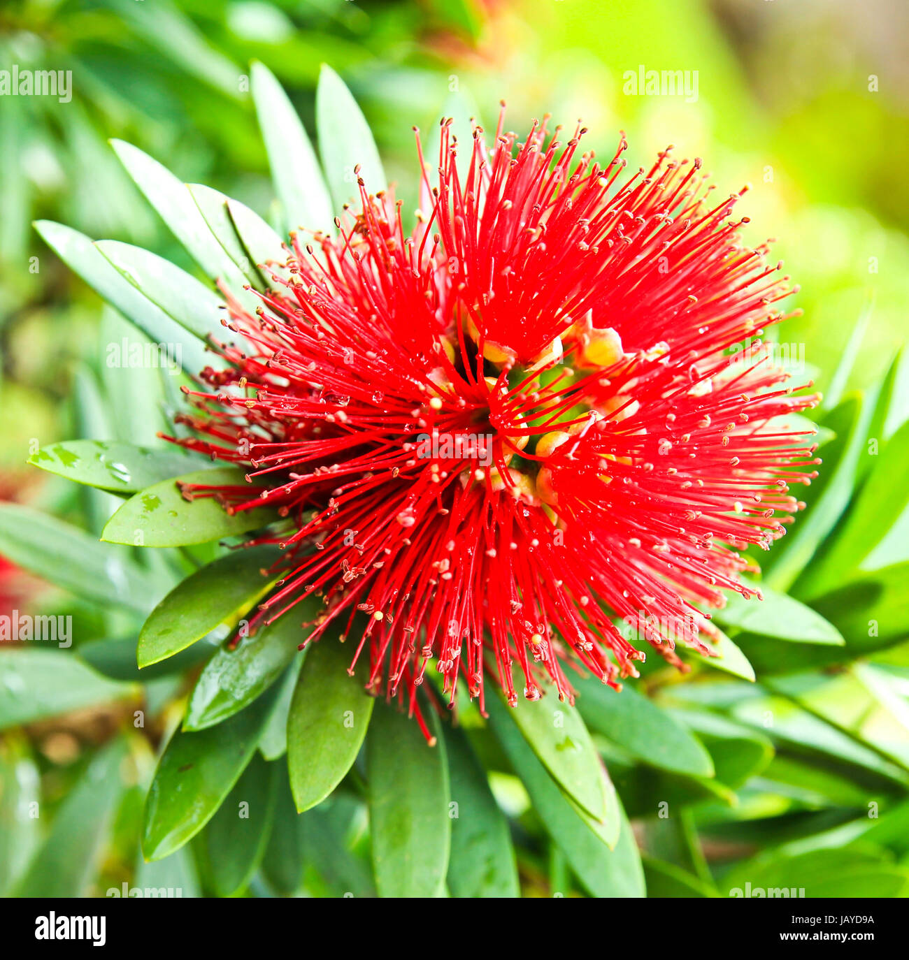 Golden penda hi-res stock photography and images - Alamy