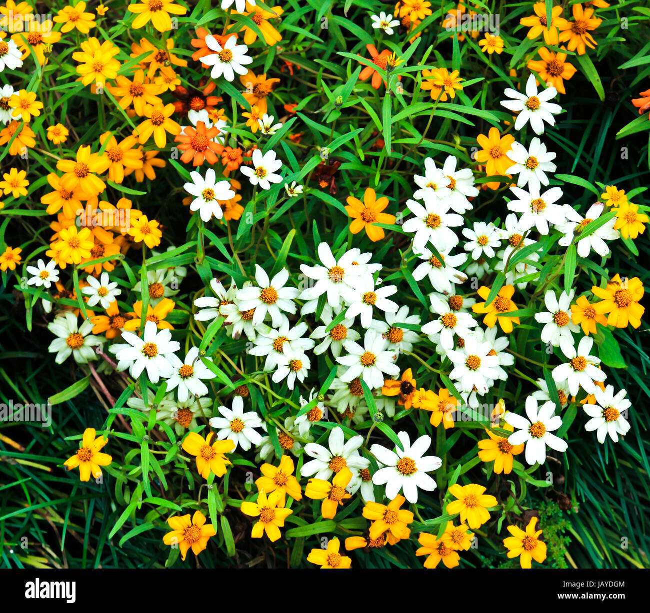Zinnia flower field Stock Photo - Alamy