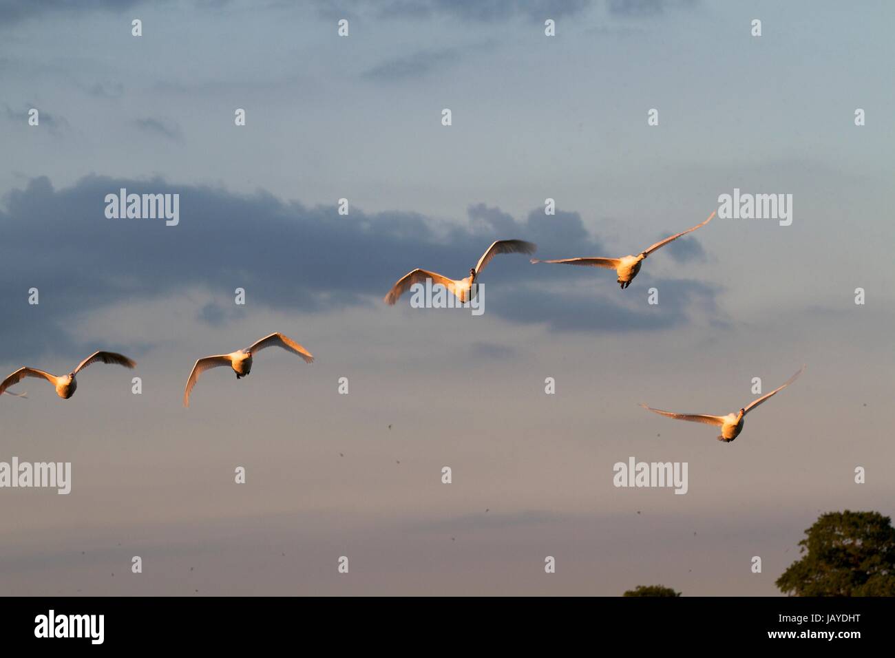 Swans flying in beautiful evening light, UK Stock Photo - Alamy