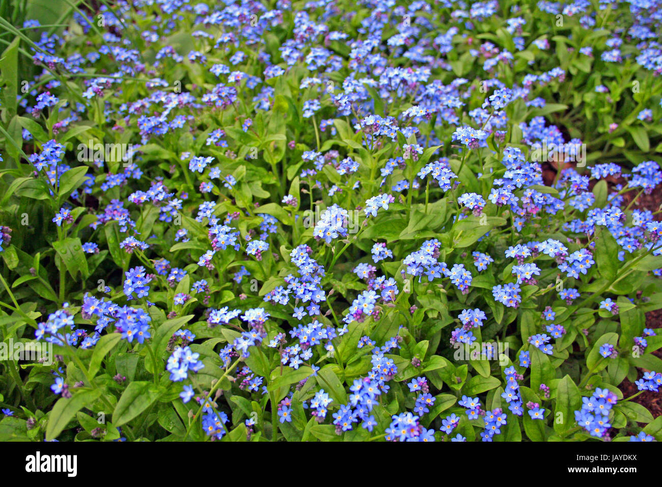 forget me not Stock Photo - Alamy
