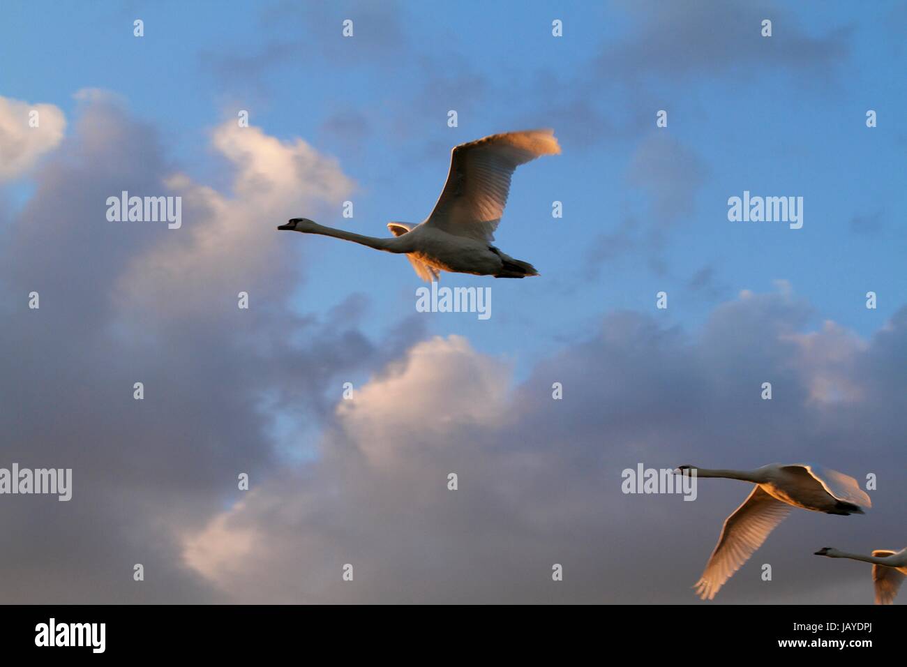 Swans flying in beautiful evening light, UK Stock Photo - Alamy