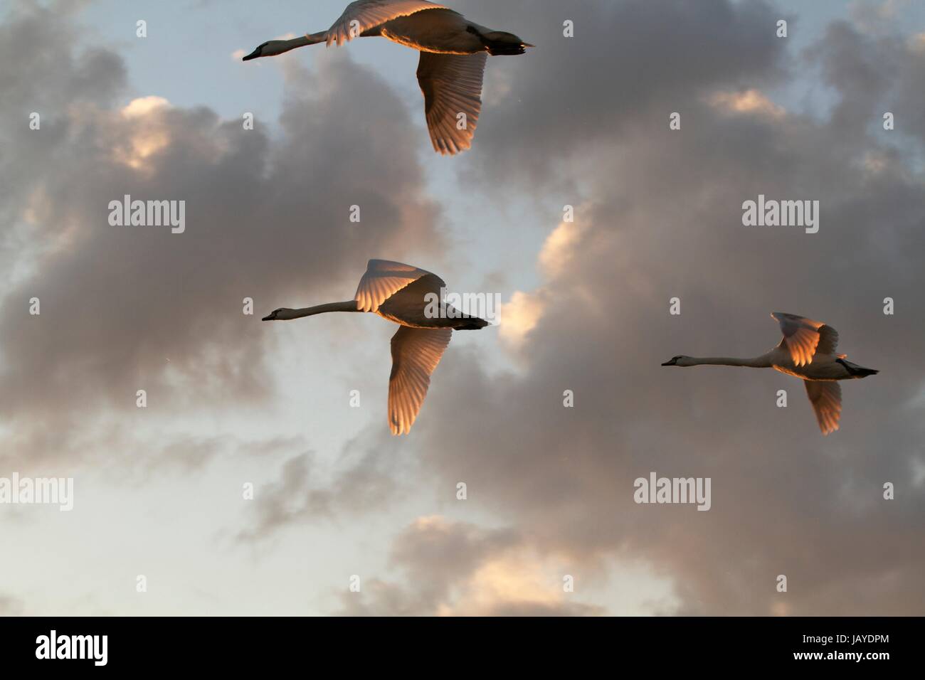 Swans flying in beautiful evening light, UK Stock Photo - Alamy