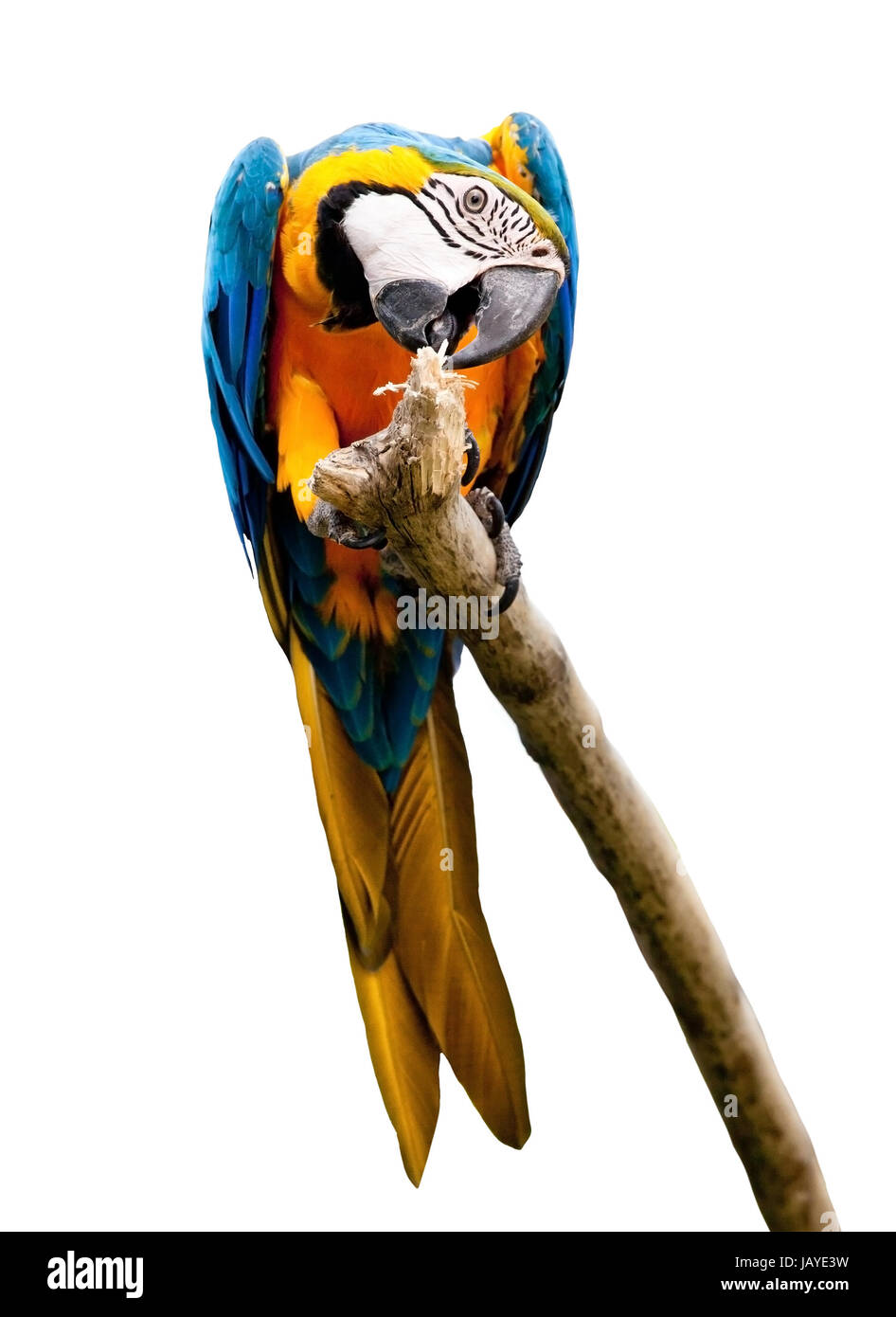 colorful parrot on white background Stock Photo - Alamy