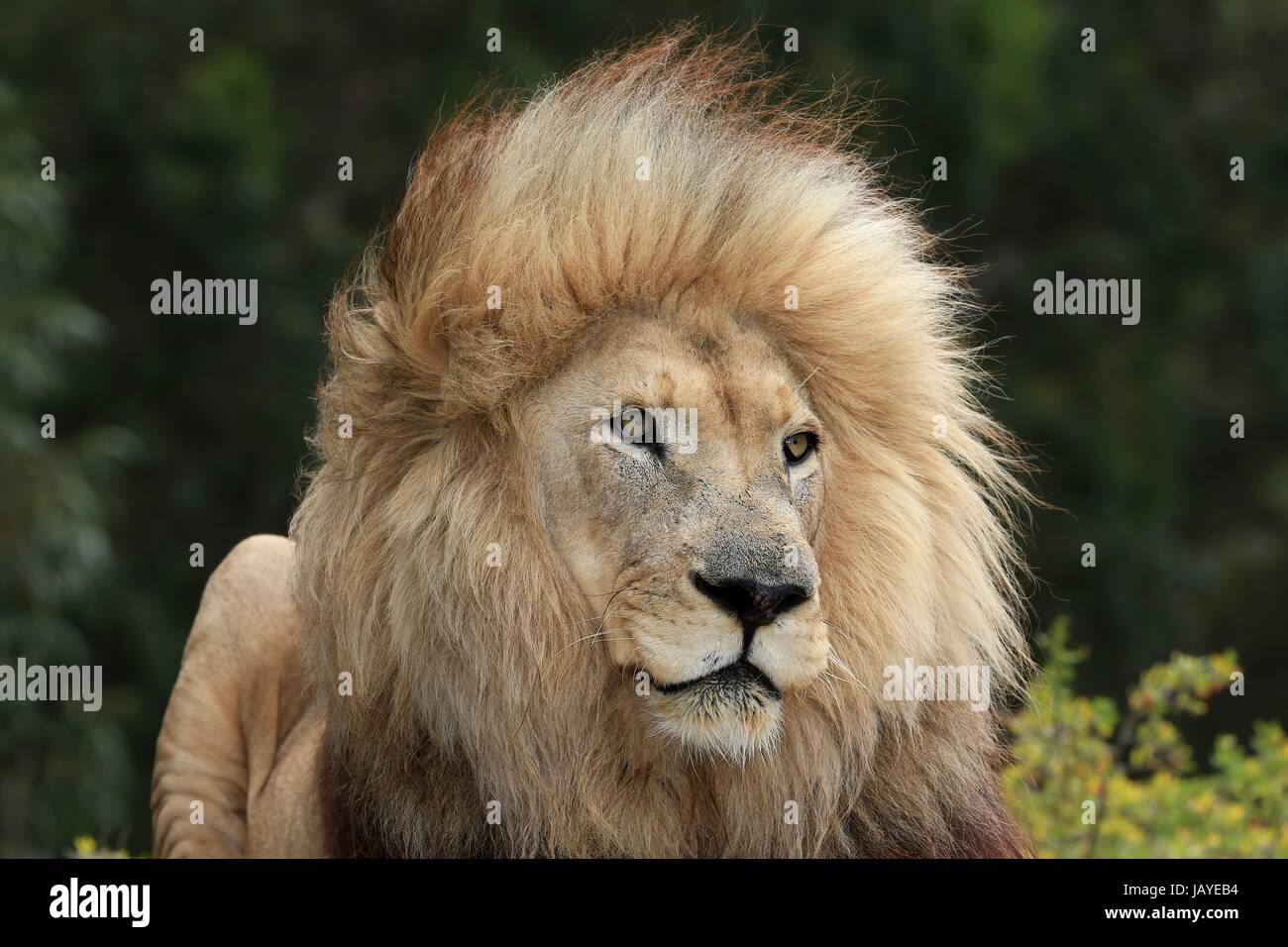 Huge male lion with big mane in African bush Stock Photo - Alamy