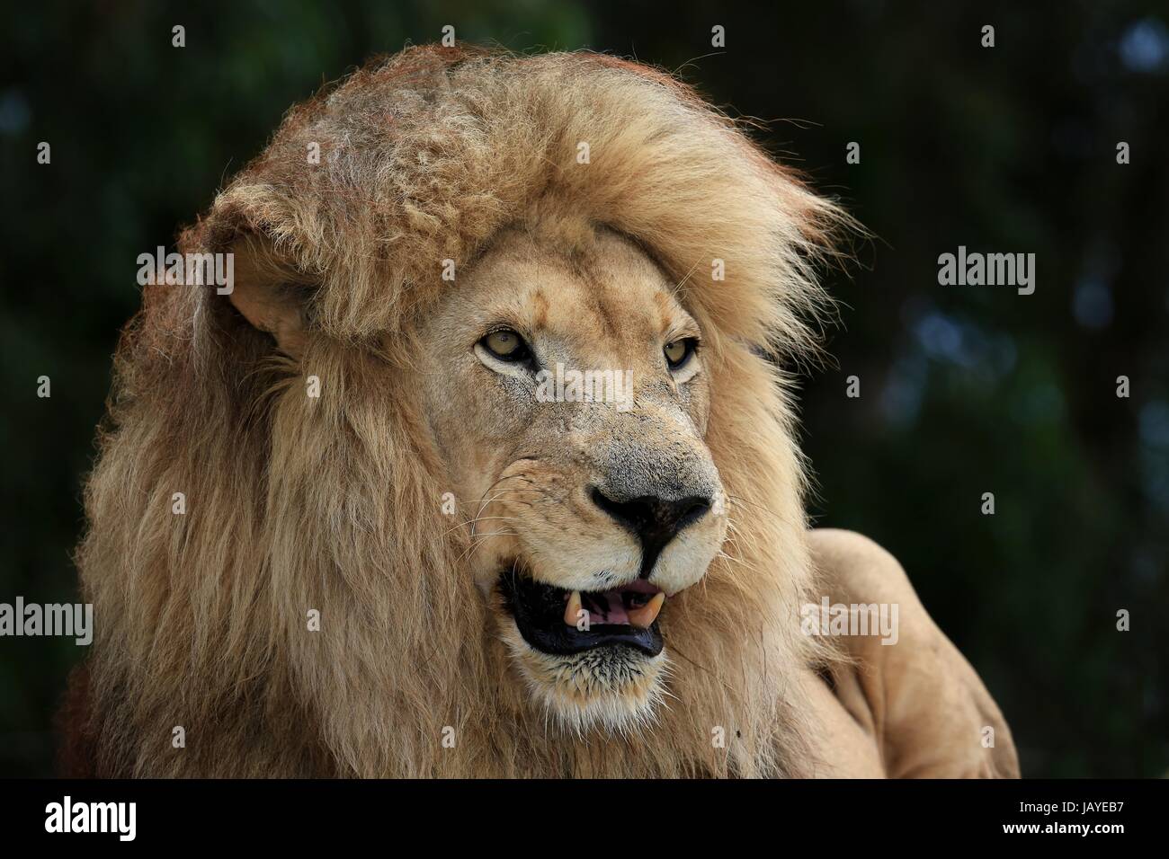 Huge male lion with big mane and teeth Stock Photo - Alamy