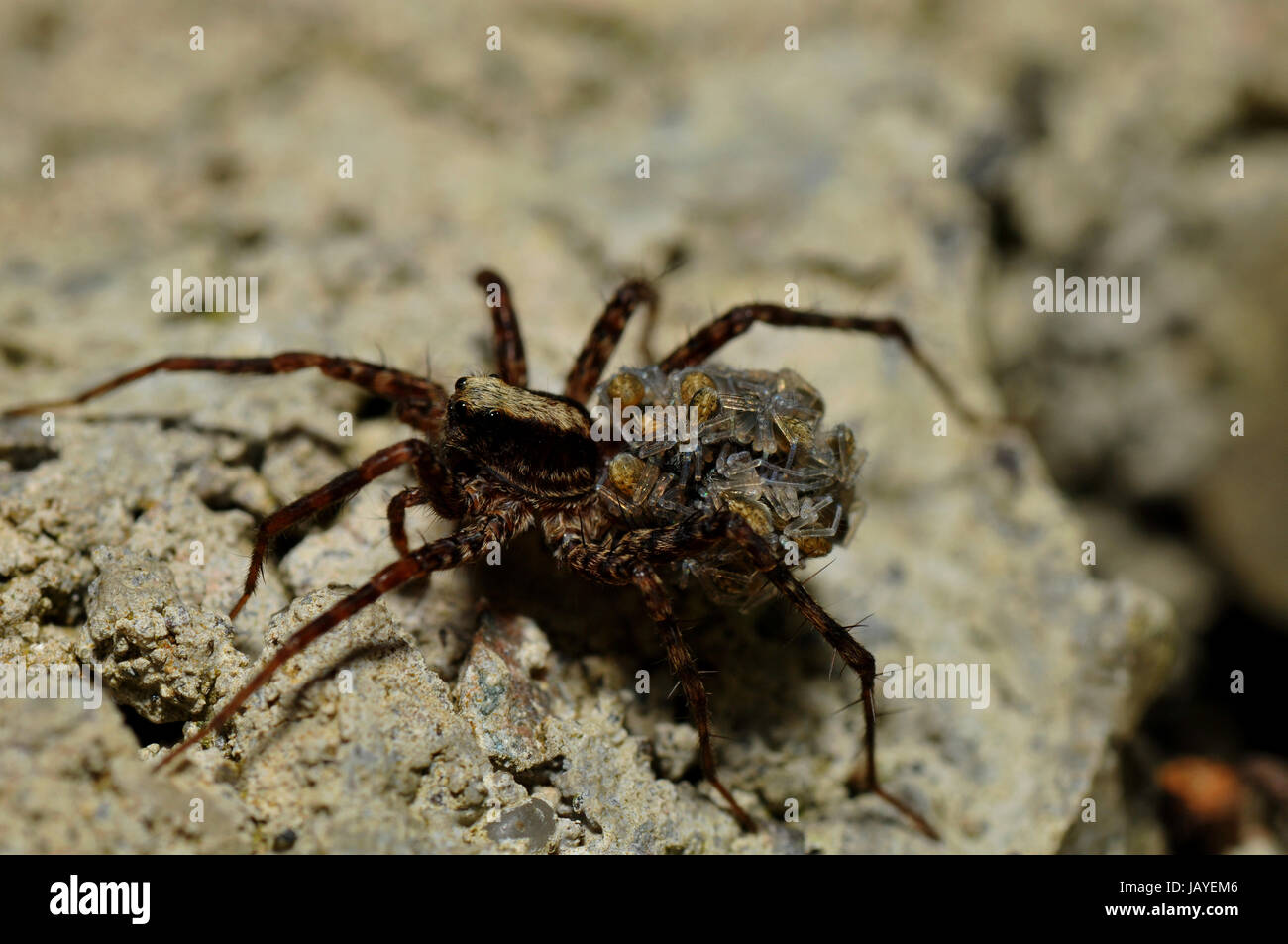 Wolfspinnen hi-res stock photography and images - Alamy