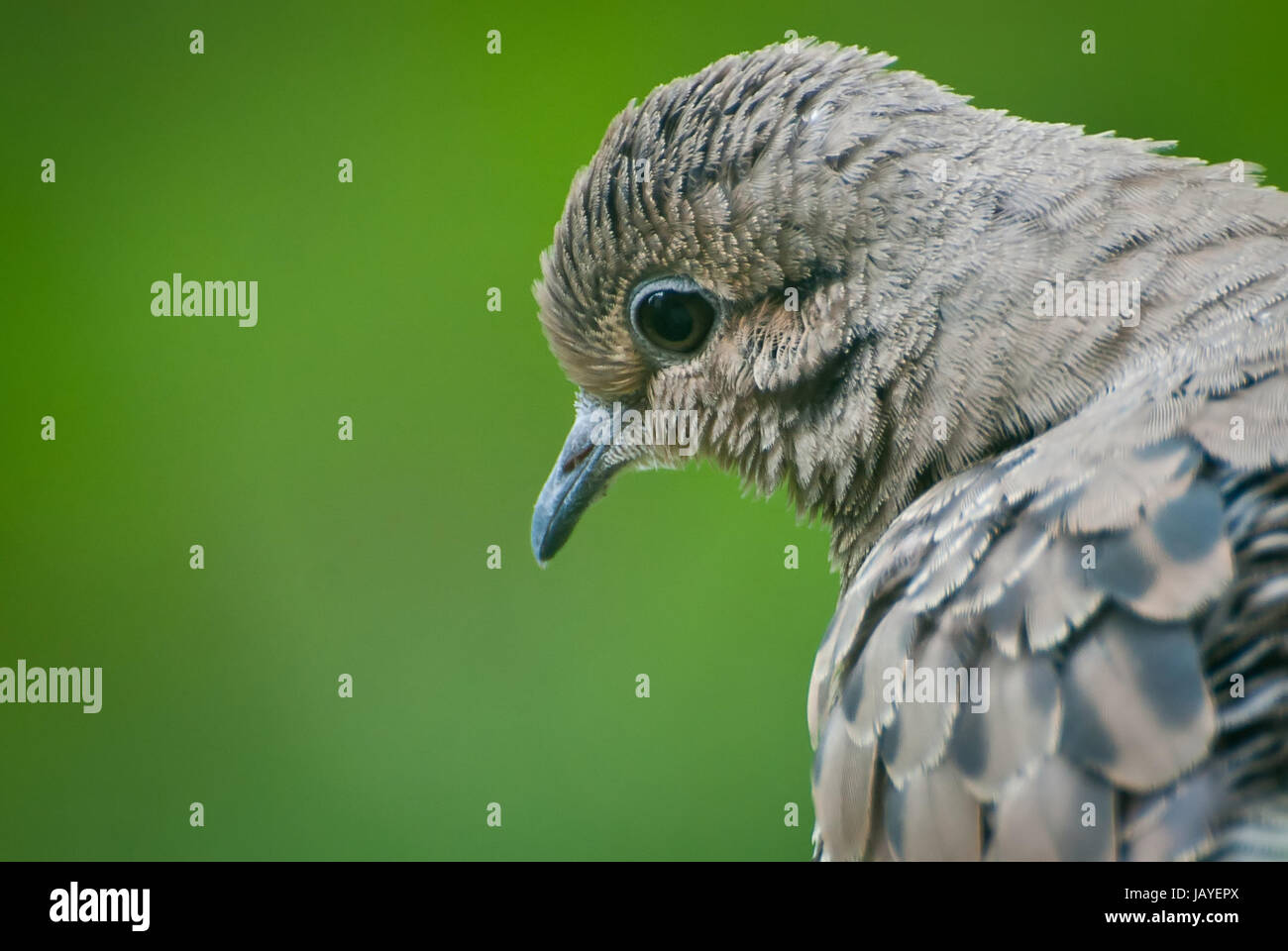 Mourning Dove Close Up Stock Photo - Alamy
