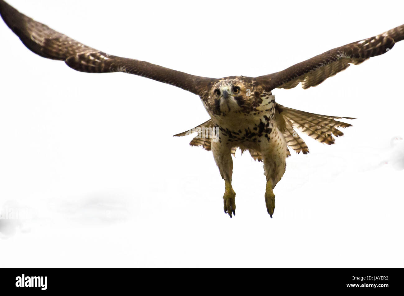 Hawk White Background