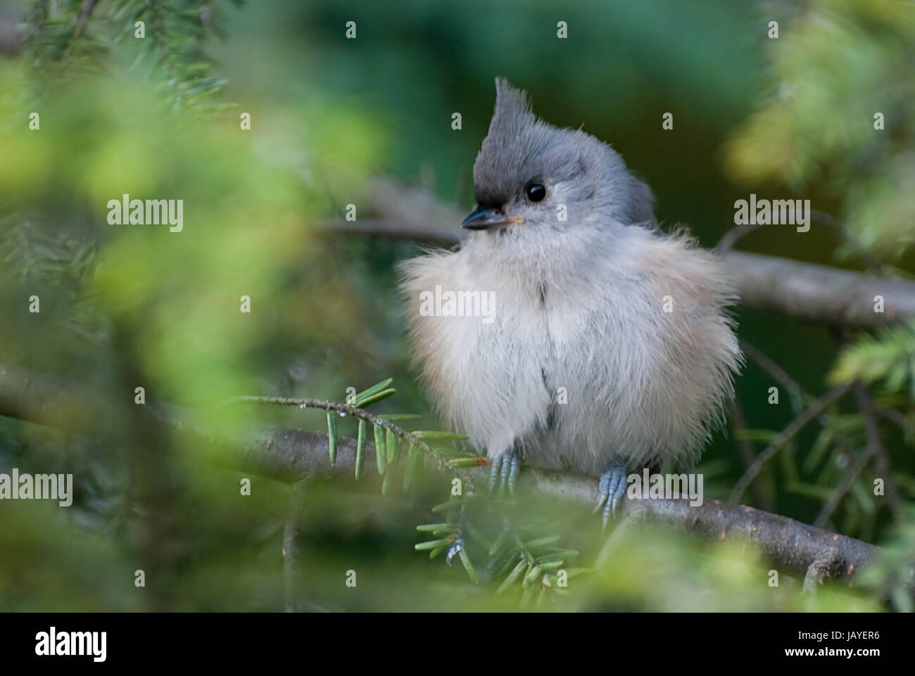 Young Titmouse all Puffed Up Stock Photo - Alamy