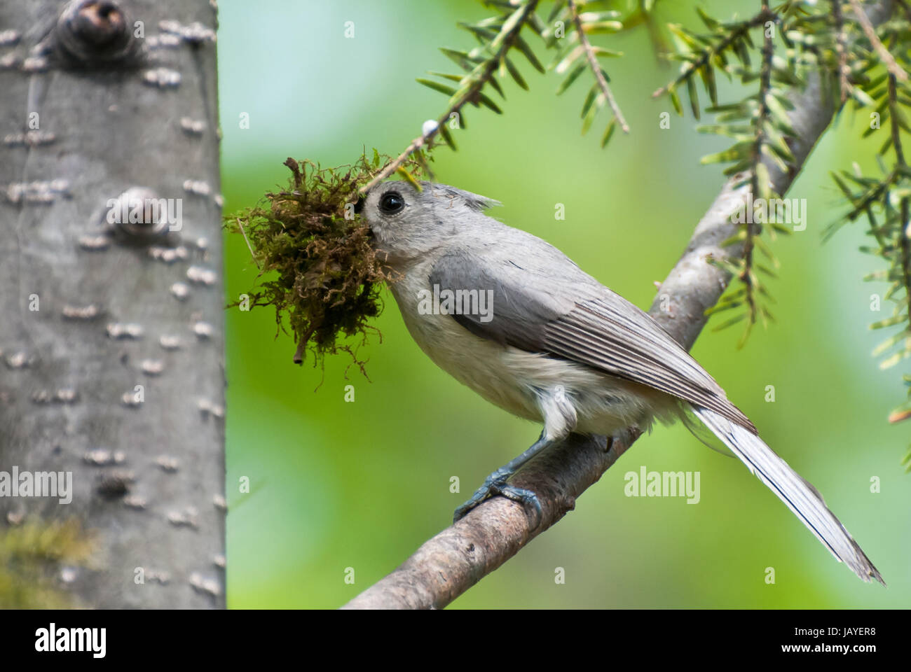 Tufted Titmouse Nest High Resolution Stock Photography and Images - Alamy