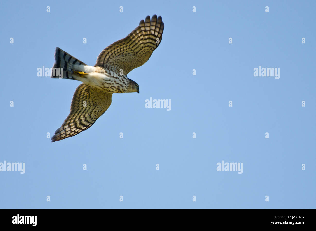 Sharp Shinned Hawk Flying In a Blue Sky Stock Photo - Alamy