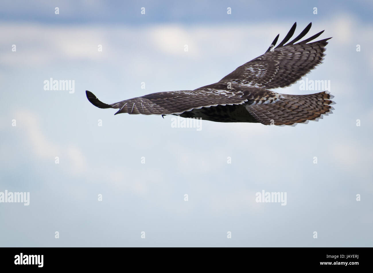 Red-Tailed Hawk Soaring in Cloudy Sky Stock Photo - Alamy
