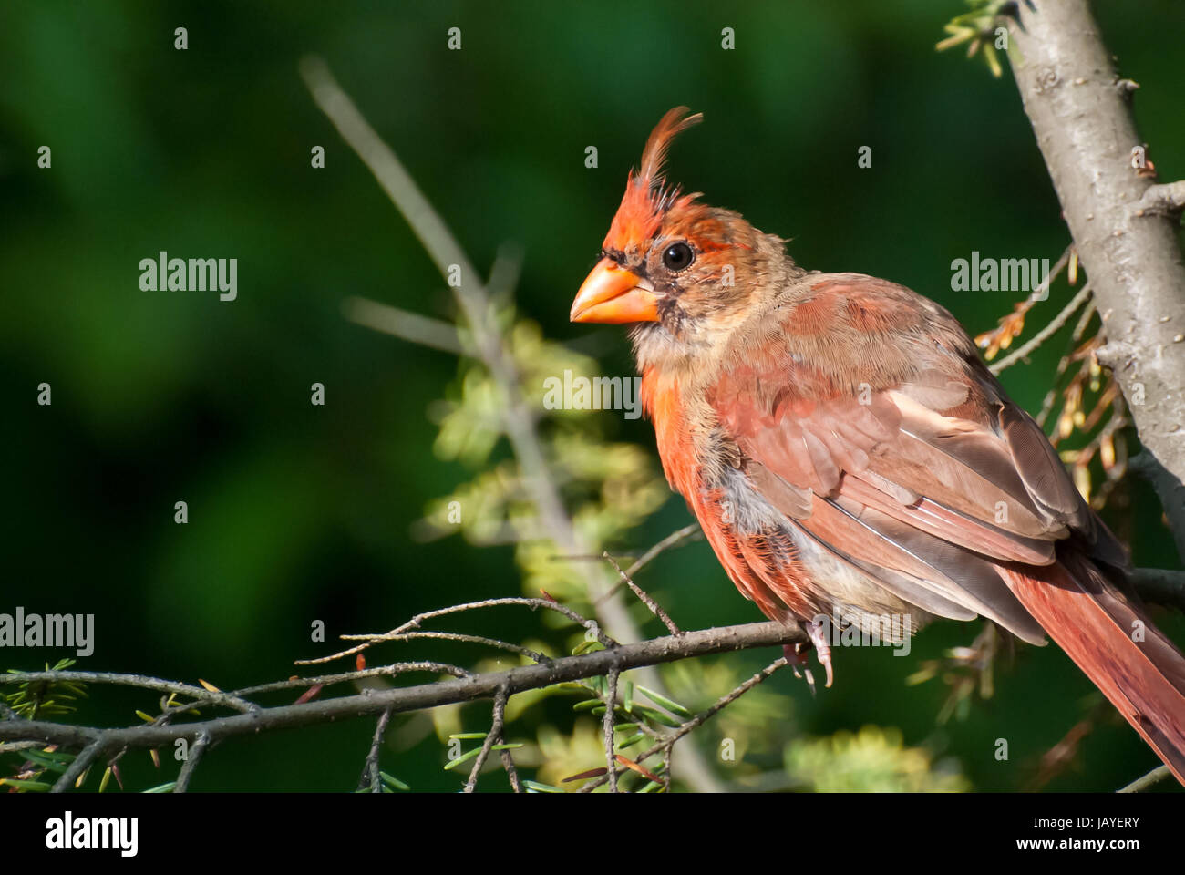 Molting Northern Cardinal Stock Photo - Alamy