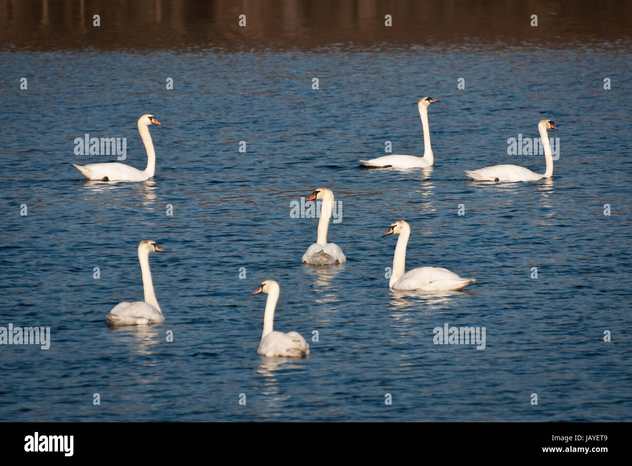 Seven Swans A Swimming Stock Photo - Alamy