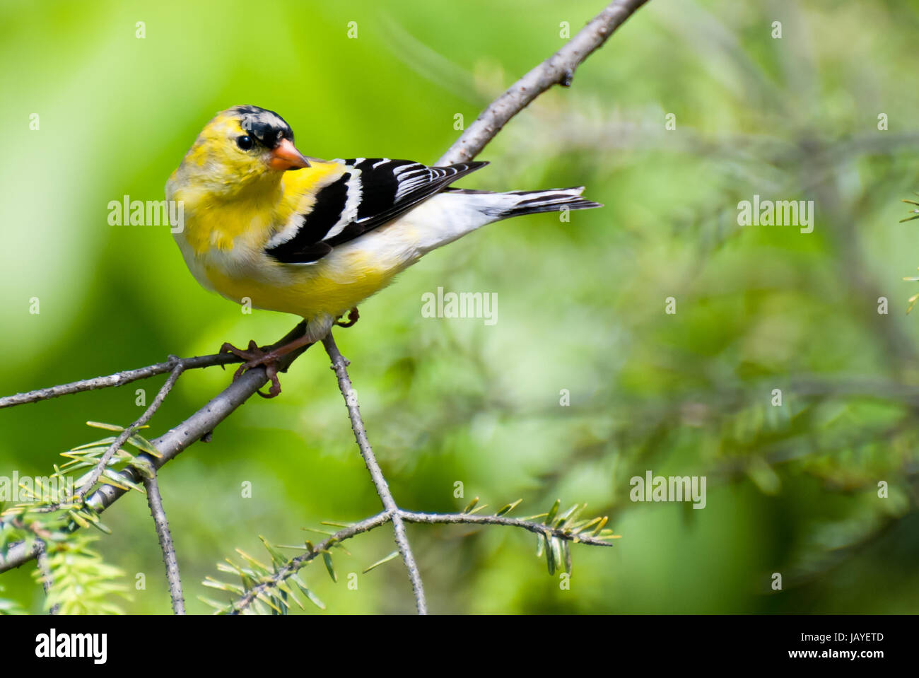 Goldfinch spring colors sitting hi-res stock photography and images - Alamy
