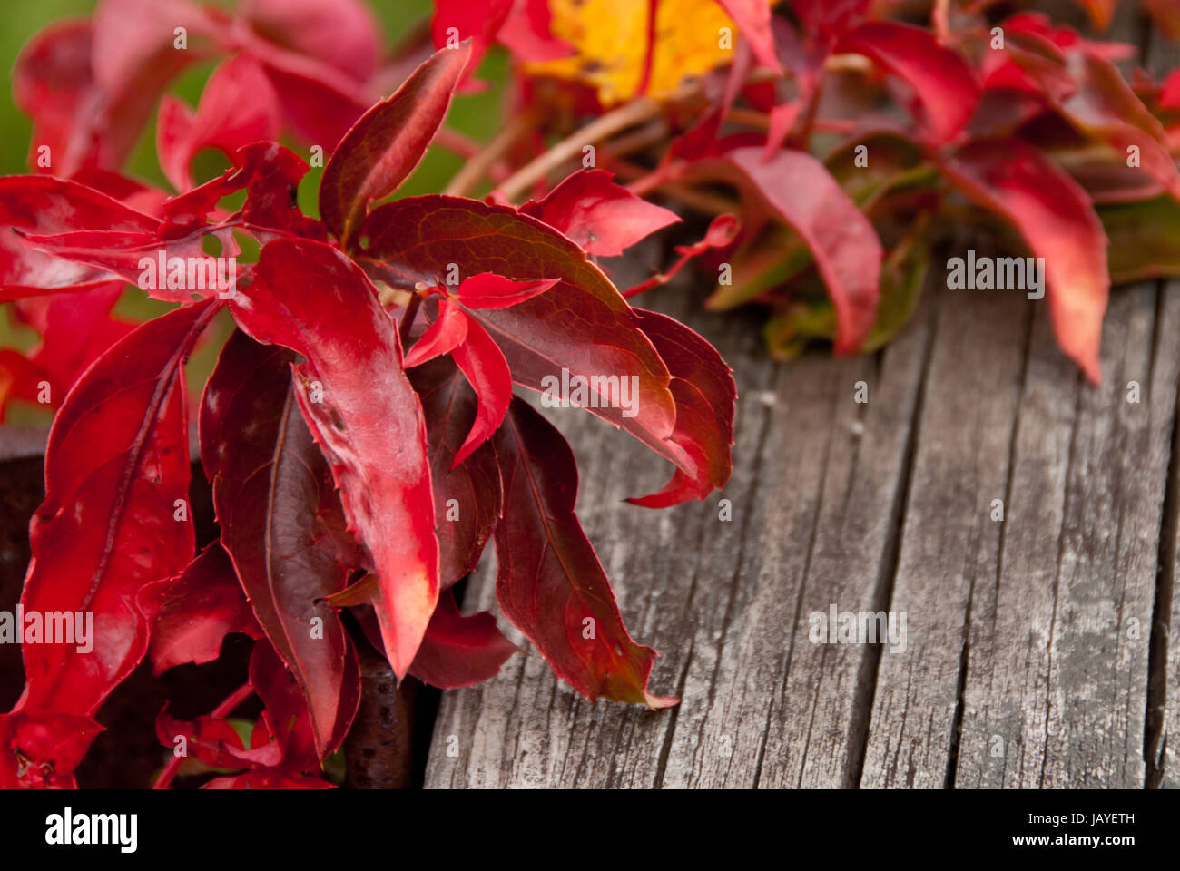 Red Leaves and Weathered Timber Stock Photo - Alamy