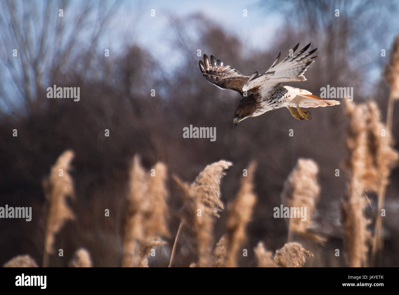 Red-Tailed Hawk Diving On Prey Stock Photo - Alamy