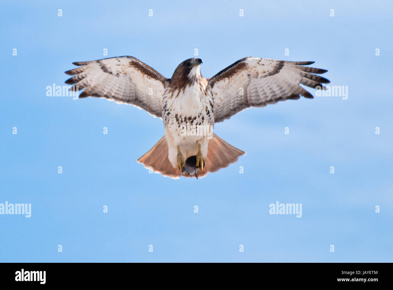 Red-Tailed Hawk Carrying Prey Stock Photo - Alamy