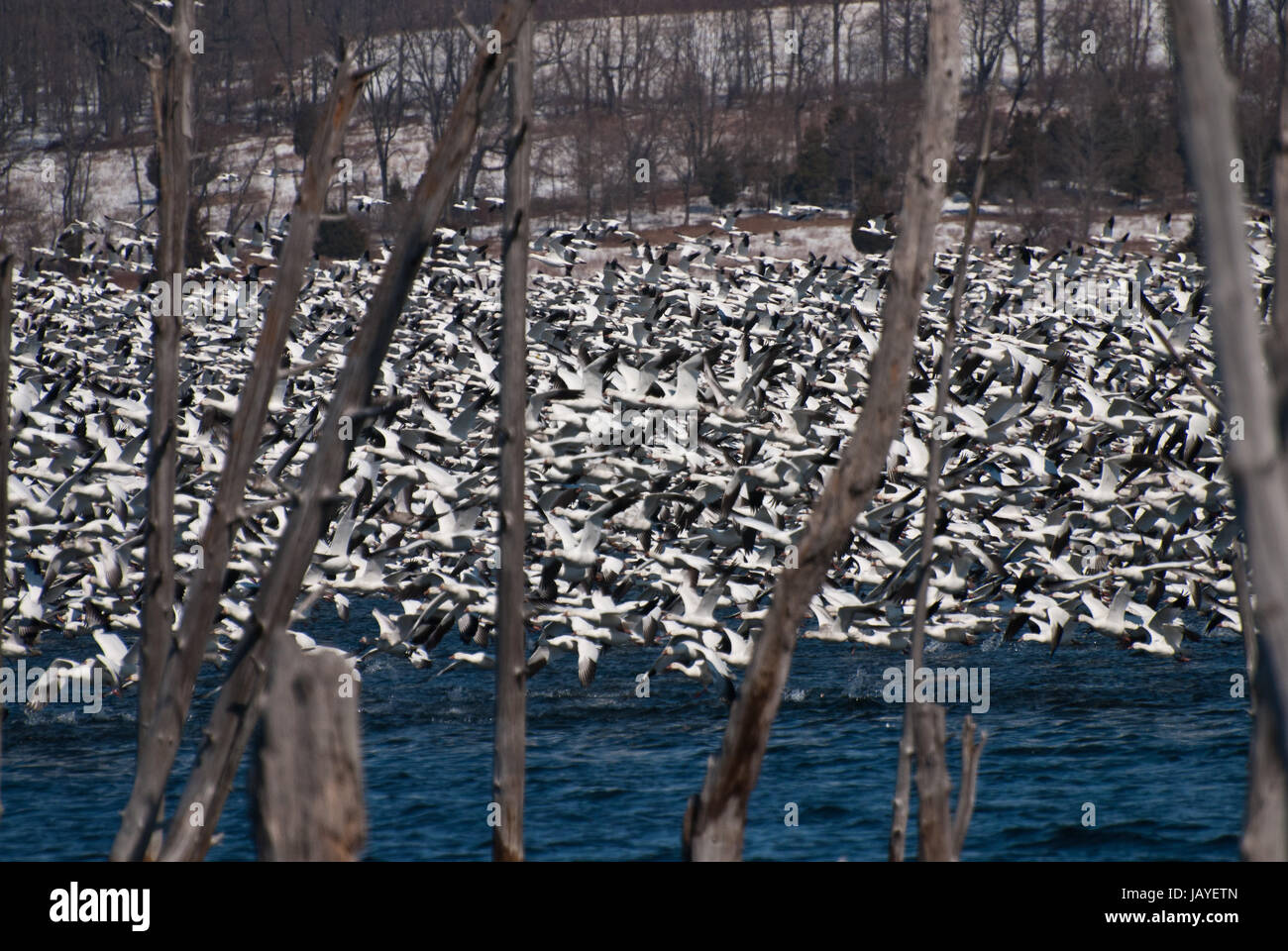 Blue phase snow goose hi-res stock photography and images - Alamy