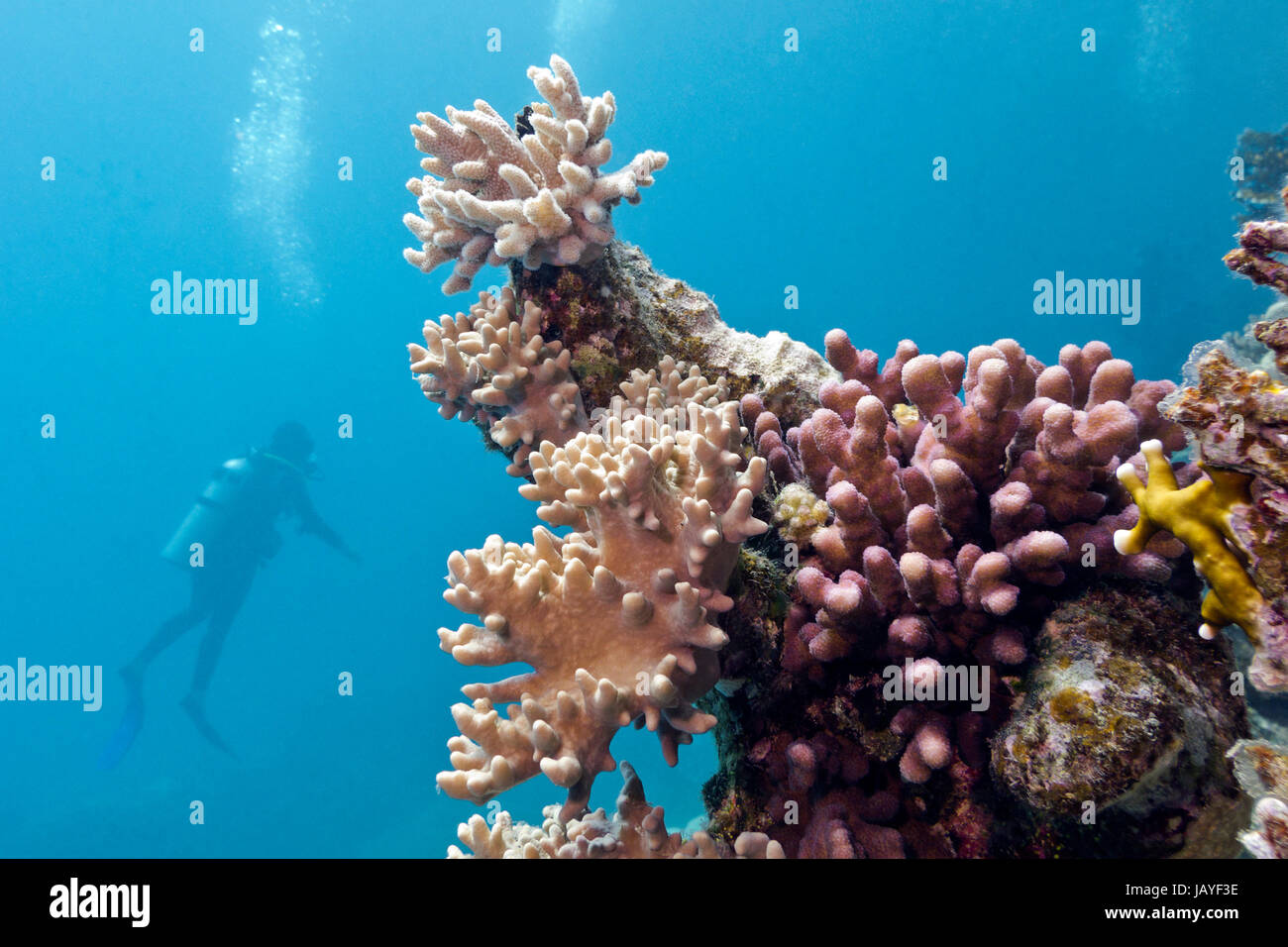 coral reef with soft and hard corals and diver Stock Photo - Alamy