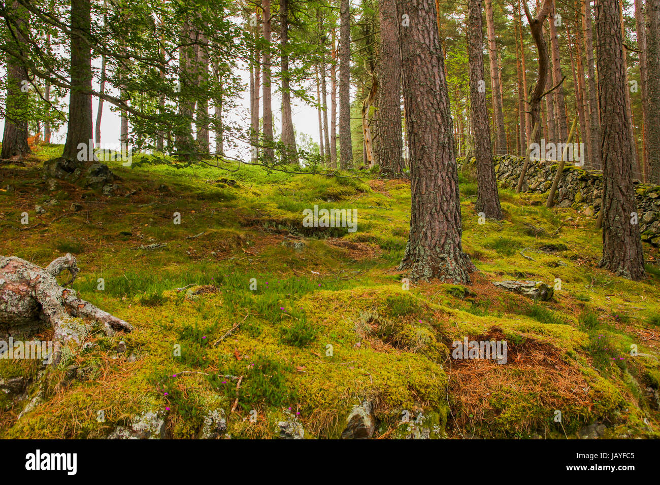 Maze in forest hi-res stock photography and images - Alamy