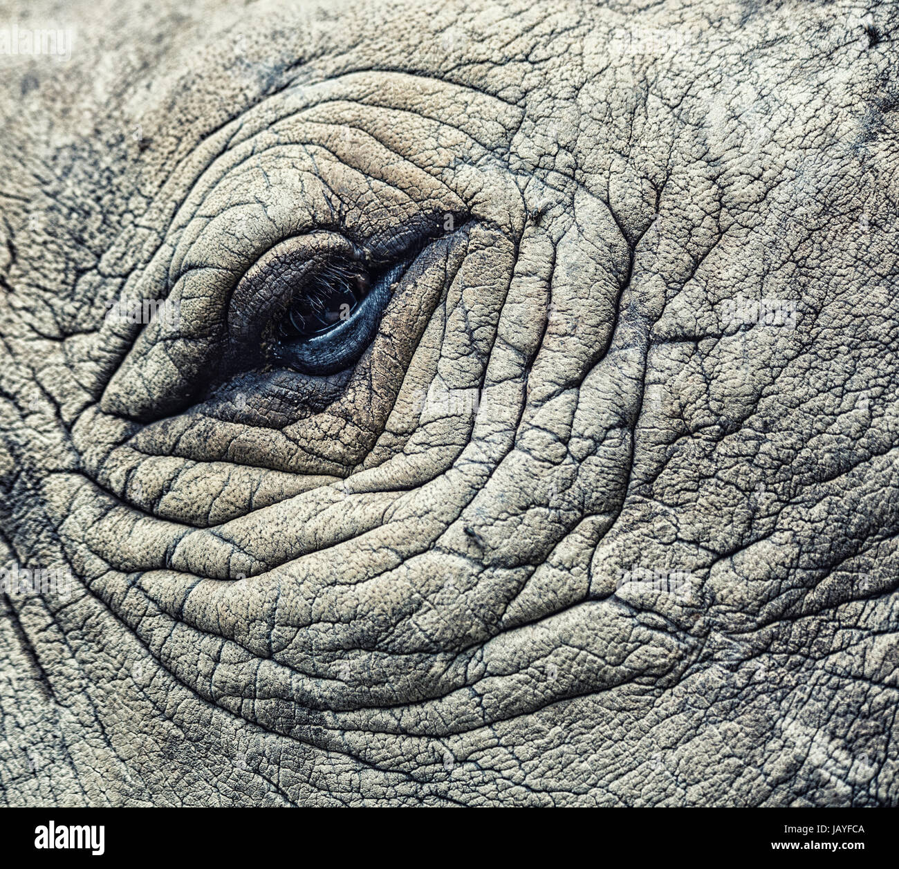 detail of a eye great one-horned rhinoceros Stock Photo - Alamy